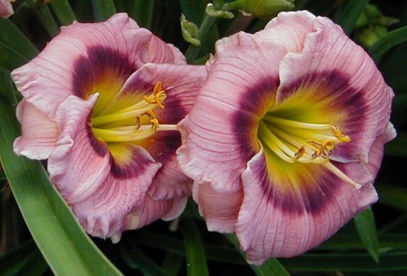 Kathy's Daylily Introductions from Grace Gardens