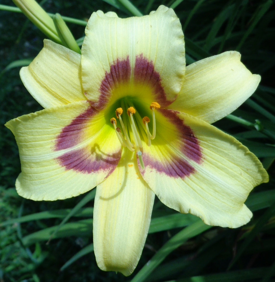 Kathy's Daylily Introductions from Grace Gardens